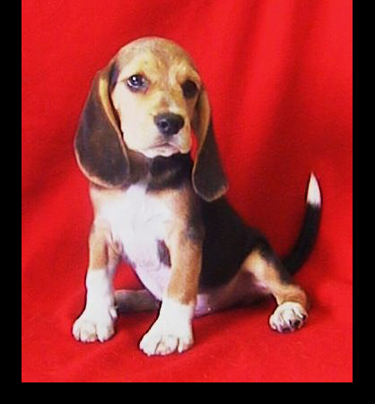 Beagle | Criadero Von Hund