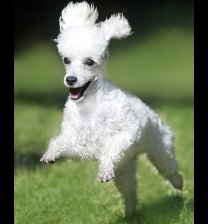 Poodle mini toy | Criadero Von Hund