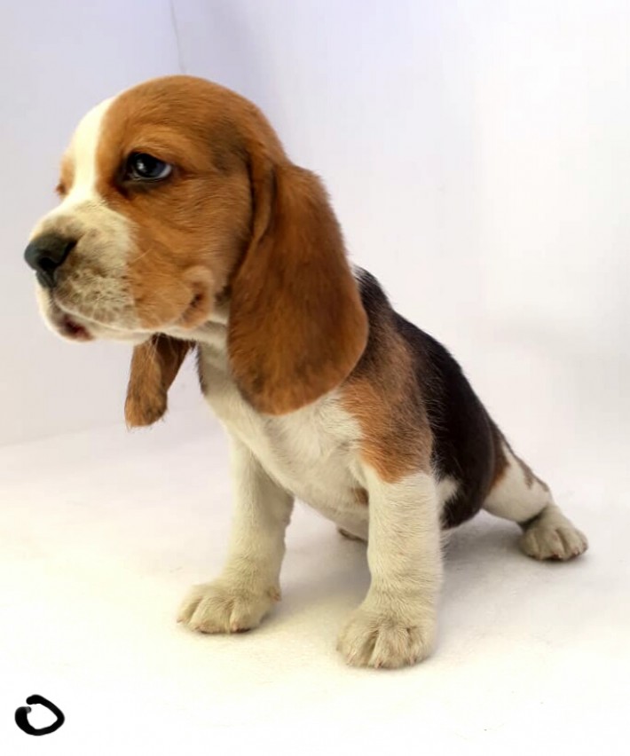 BEAGLE – TRICOLOR – HEMBRA 1 | Criadero Von Hund