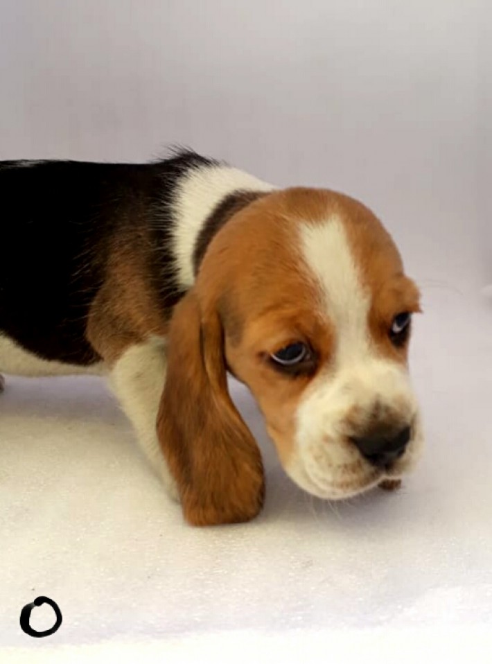 BEAGLE – TRICOLOR – HEMBRA 1 | Criadero Von Hund