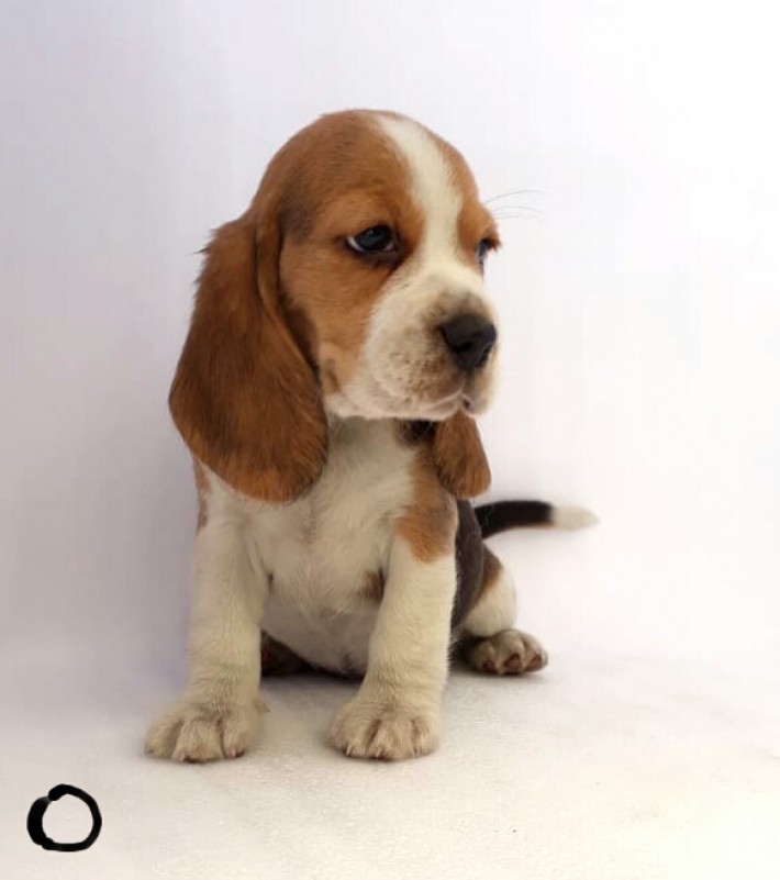 BEAGLE – TRICOLOR – HEMBRA 1 | Criadero Von Hund