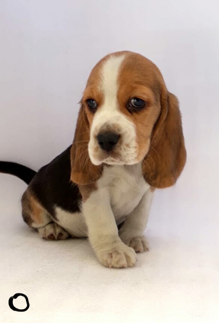 BEAGLE – TRICOLOR – HEMBRA 1 | Criadero Von Hund