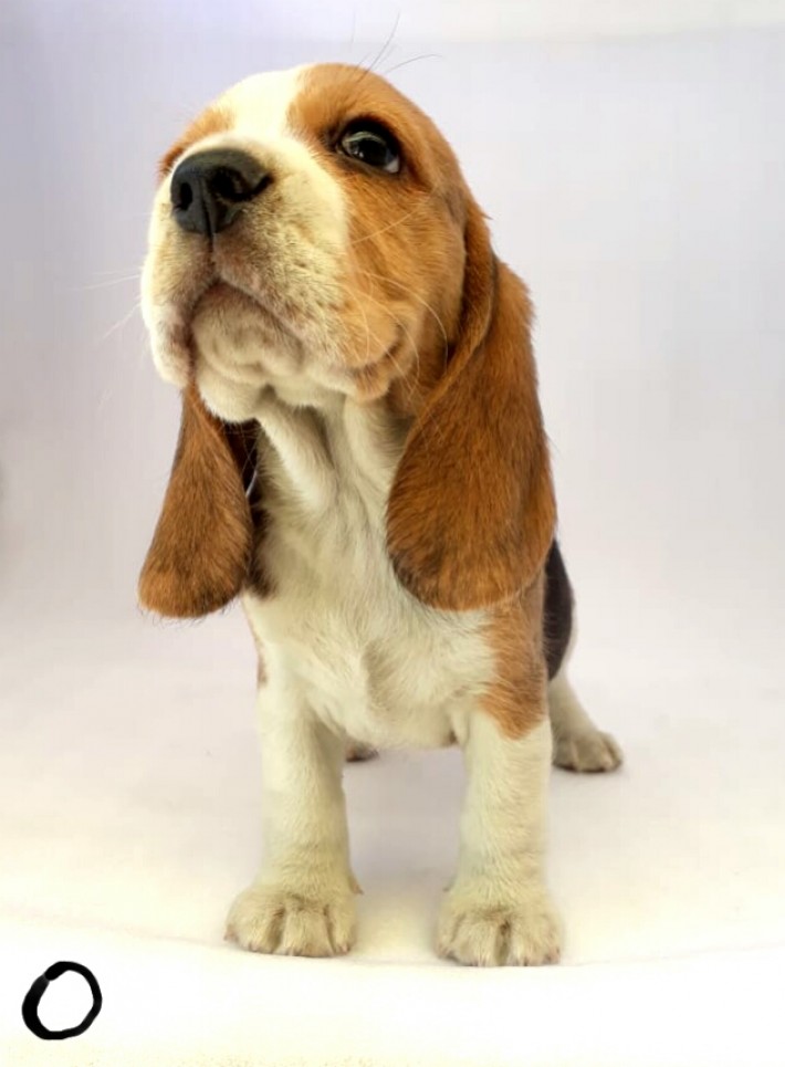 BEAGLE – TRICOLOR – HEMBRA 1 | Criadero Von Hund