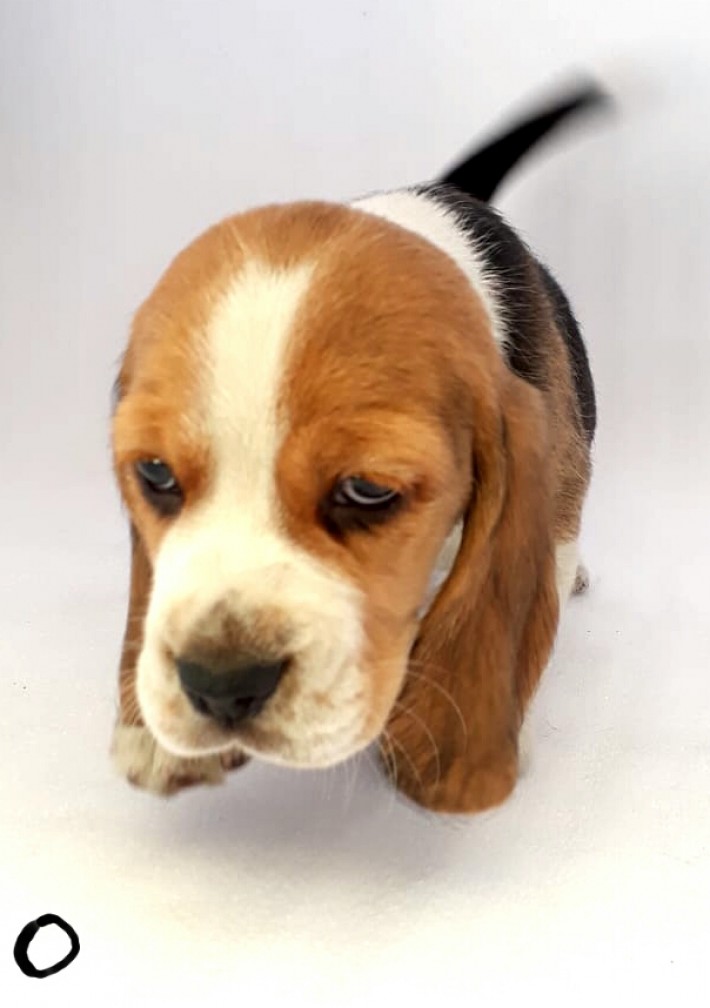 BEAGLE – TRICOLOR – HEMBRA 1 | Criadero Von Hund