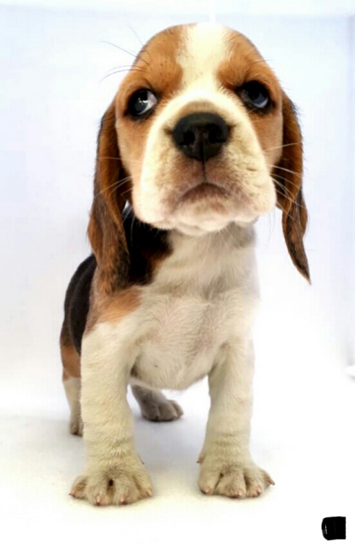 BEAGLE – TRICOLOR – HEMBRA 3 | Criadero Von Hund