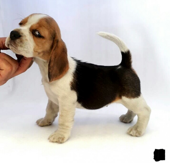 BEAGLE – TRICOLOR – HEMBRA 3 | Criadero Von Hund