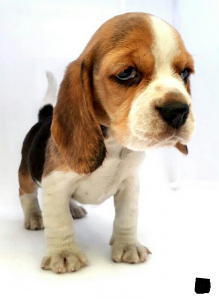 BEAGLE – TRICOLOR – HEMBRA 3 | Criadero Von Hund
