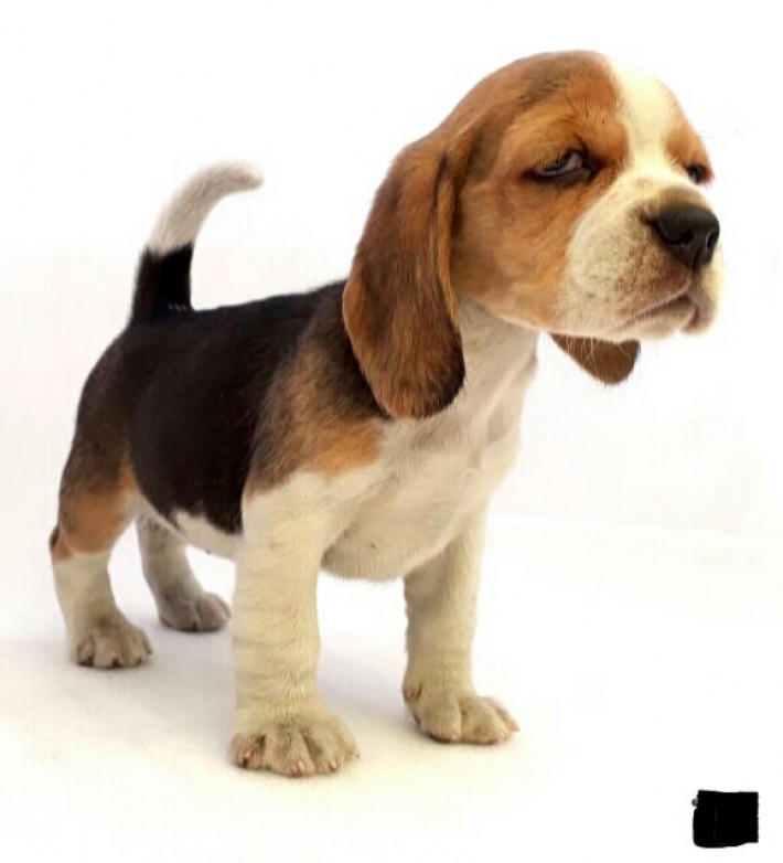 BEAGLE – TRICOLOR – HEMBRA 3 | Criadero Von Hund