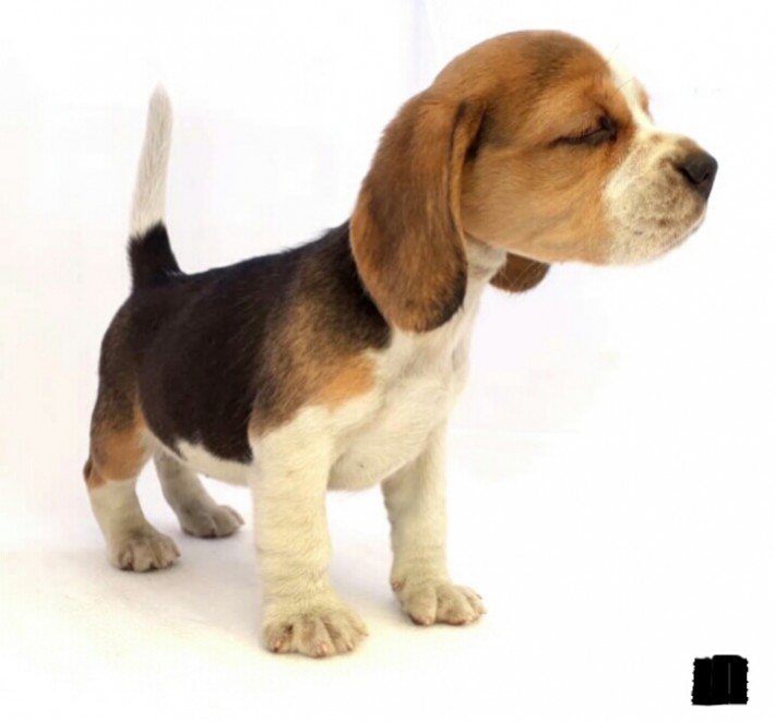 BEAGLE – TRICOLOR – HEMBRA 3 | Criadero Von Hund