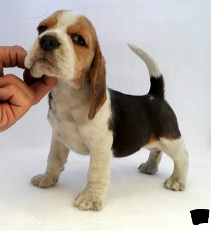 BEAGLE – TRICOLOR – HEMBRA 3 | Criadero Von Hund